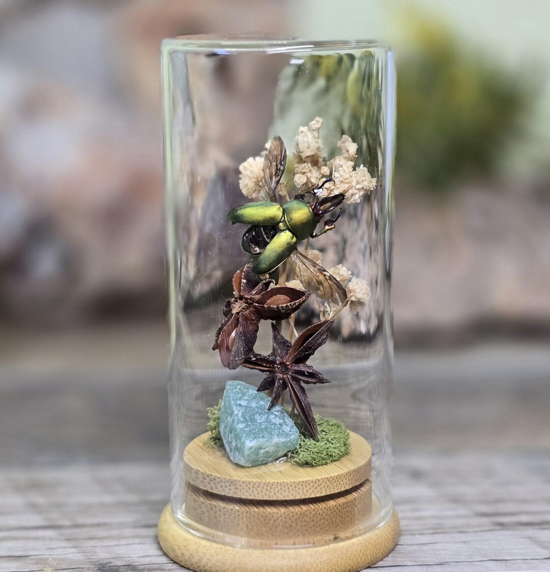Real Beetle Curiosity Jar - Real Green Quartz Real Anise Seeds ...