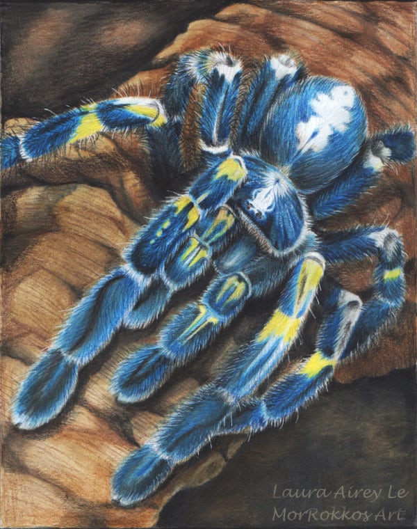 Gooty Sapphire Tarantula Fine Art Print by Laura Airey Le | Etsy