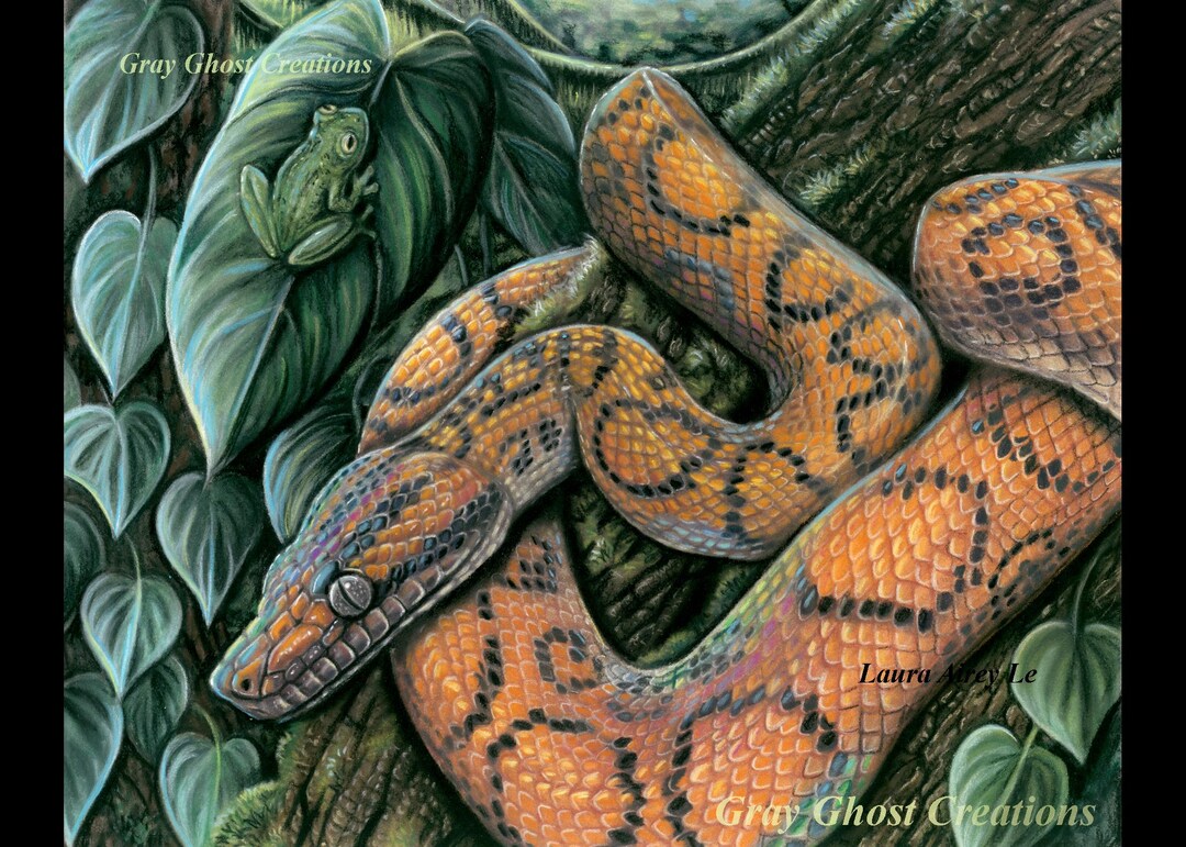 Rainbow Boa Fine Art Print by Laura Airey Le Rainbow Boa and Glass Frog ...