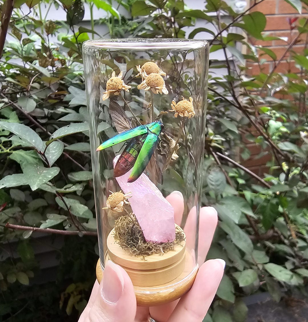 Real Jewel Beetle Curiosity Jar - Real Pink Quartz Crystals Real Dried ...