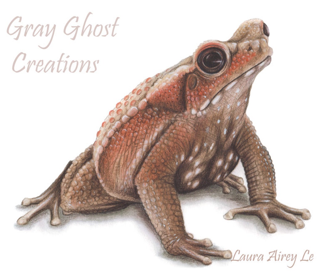 Smooth Sided Toad Art Print: "montey" - Colored Pencil Animal Drawing ...