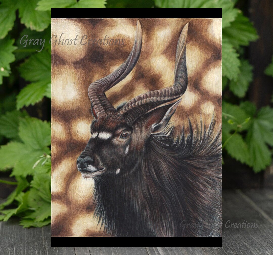 Nyala Antelope Art Print: African Wildlife Drawing - Etsy