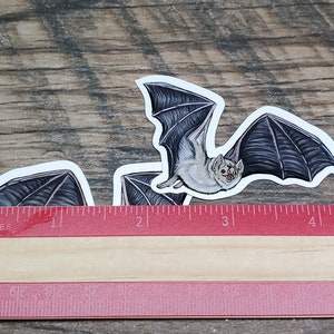 Vampire Bat Pair of Stickers 2.75 Inch Glossy Stickers Bat Bats Bird ...