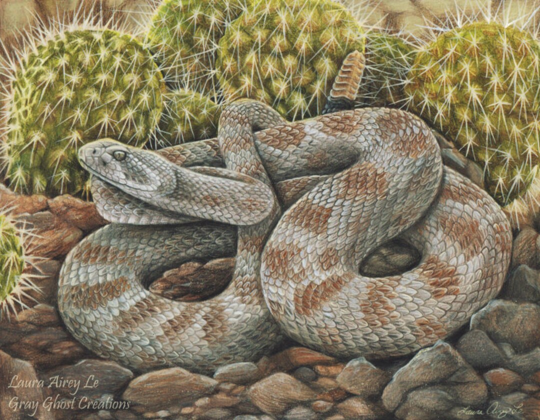 Prairie Rattlesnake - Fine Art Print - by Laura Airey Le - Colorado ...