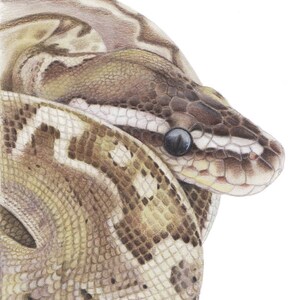 Bamboo Ball Python - Fine Art Print - by Laura Airey Le - Snake Reptile ...