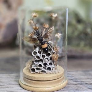 Real Giant Wasp Curiosity Jar - Real Dried Flowers and Wasp Nest ...