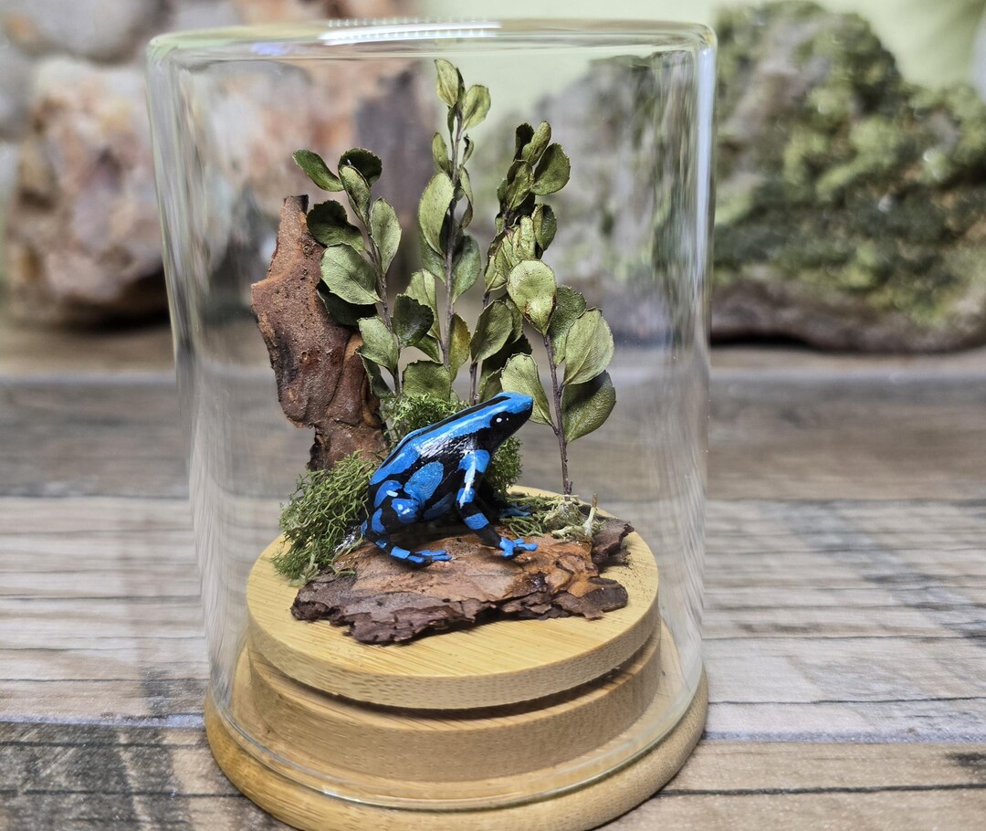 Hand Made Poison Dart Frog Curiosity Jar - Hand Painted Poison Dart ...