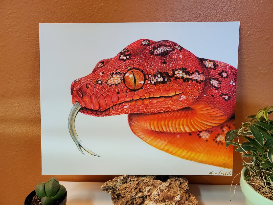 Limited Edition - Baby Green Tree Python - 11x14 Fine Art Print - by ...