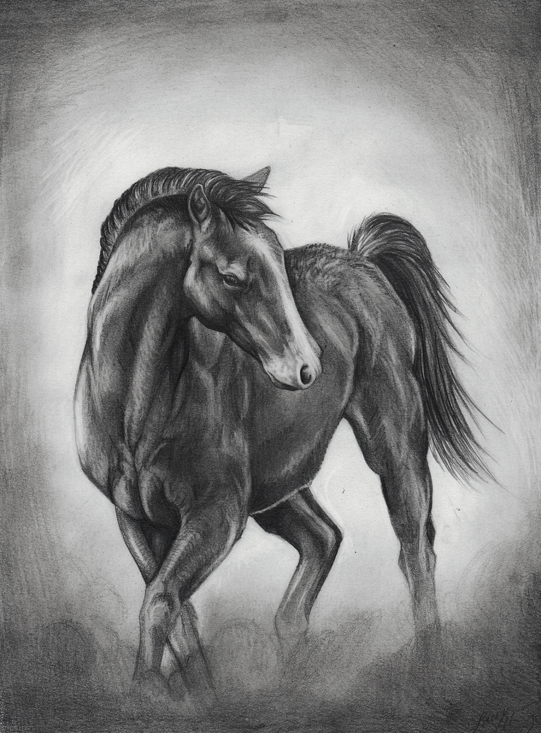 Prancing Stallion - Fine Art Print - Graphite Drawing Horse Horses ...