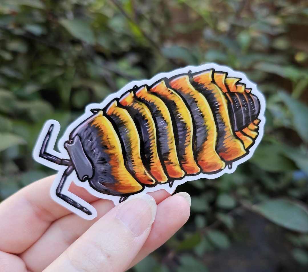 Merulanella Sp. Red Ember Bee Isopod - 3.75 Inch Glossy Sticker - Art ...