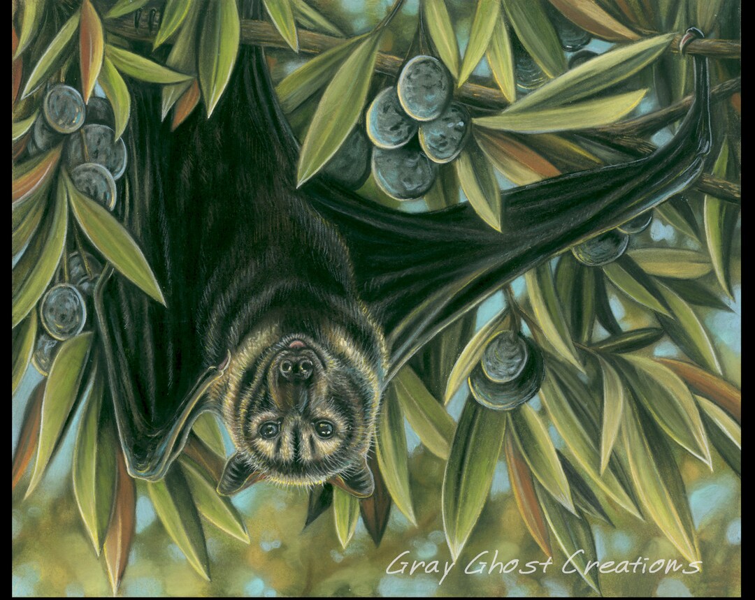 Kuri Spectacled Bat Fine Art Print by Laura Airey Le Fruit Bat With ...