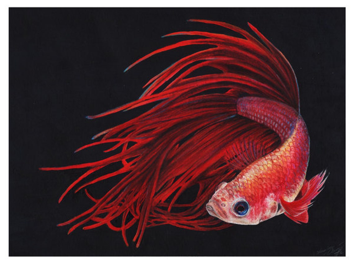 Red Fire Fine Art Print Betta Fish Drawing Colored Pencils | Etsy