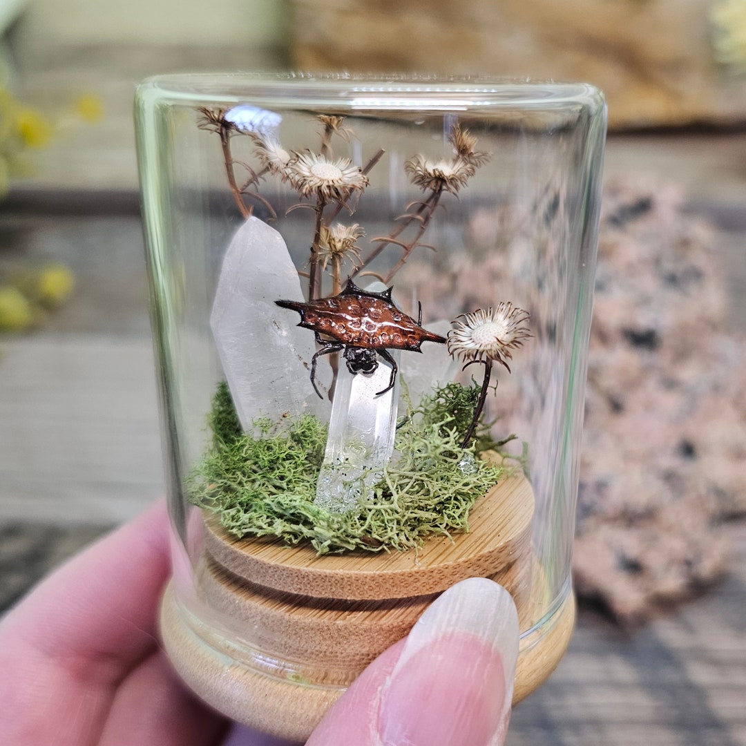 Spiny Orb Weaver Curiosity Jar Real Spiny Orb Weaver and Real Quartz ...