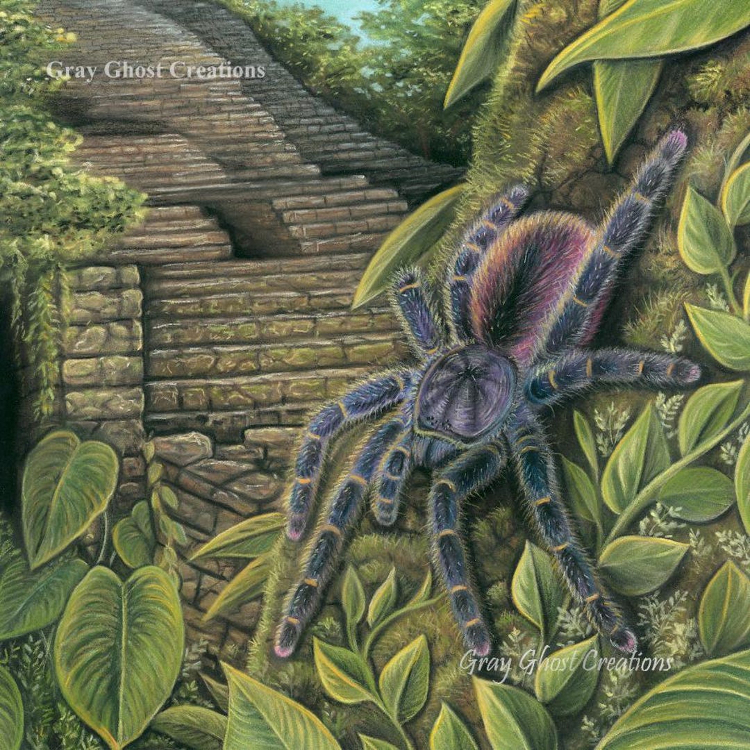 Avicularia Juruensis Tarantula Art Print: Peruvian Purple Pinktoe ...