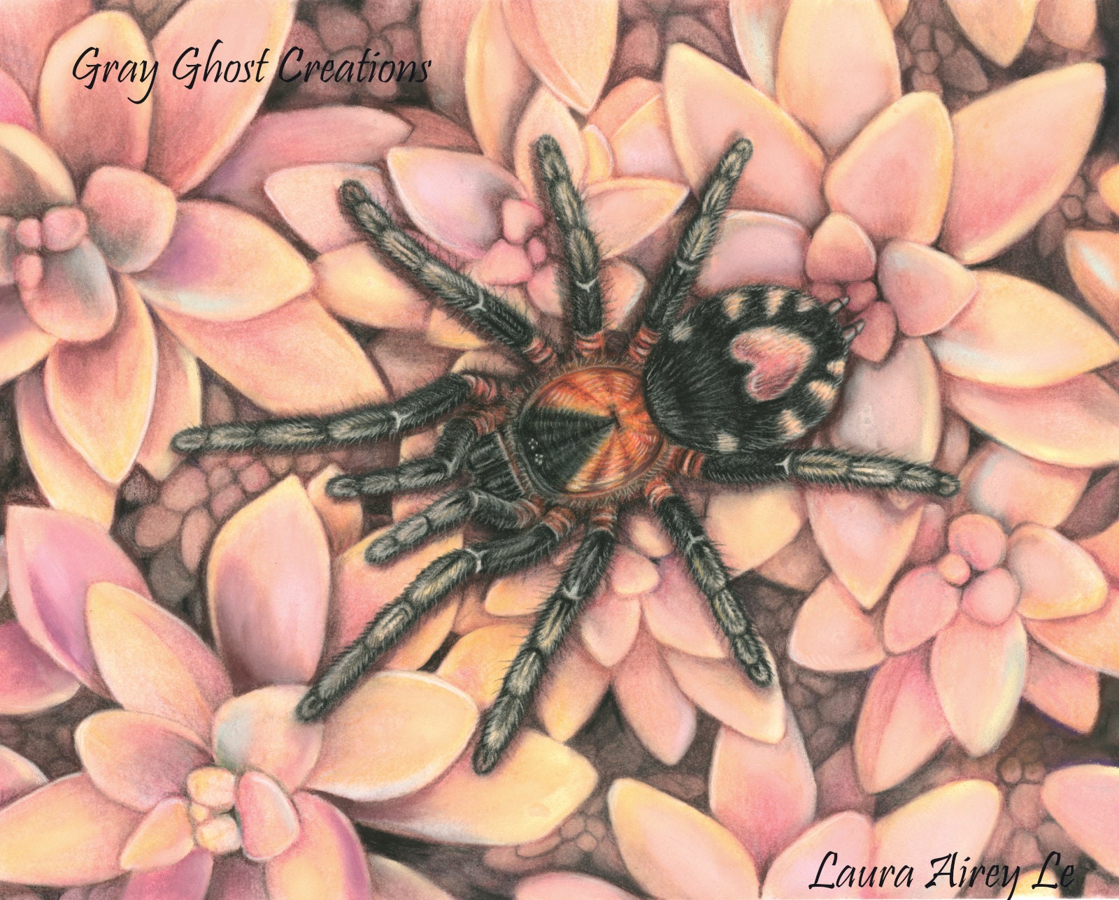 C. Elegans Heart Butt Tarantula on Beautiful Pink Succulents - Etsy