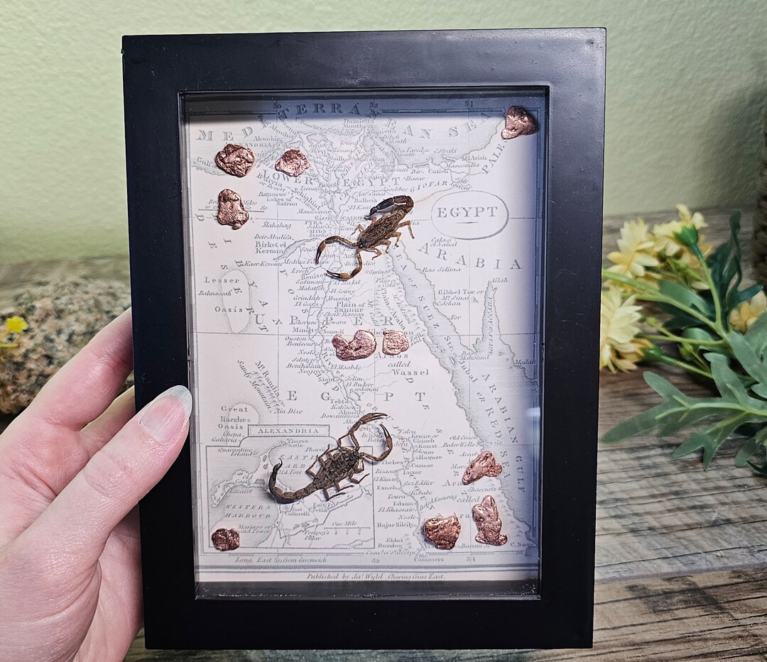 Scorpion Shadow Box Real Scorpion Pair and Real Natural Copper ...