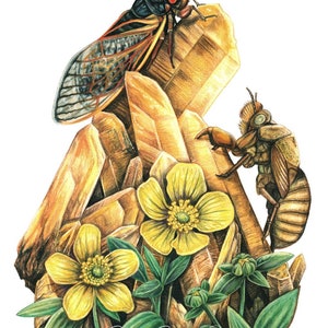 Limited Edition - Broodx Cicadas - 11x14 Fine Art Print - Citrine ...