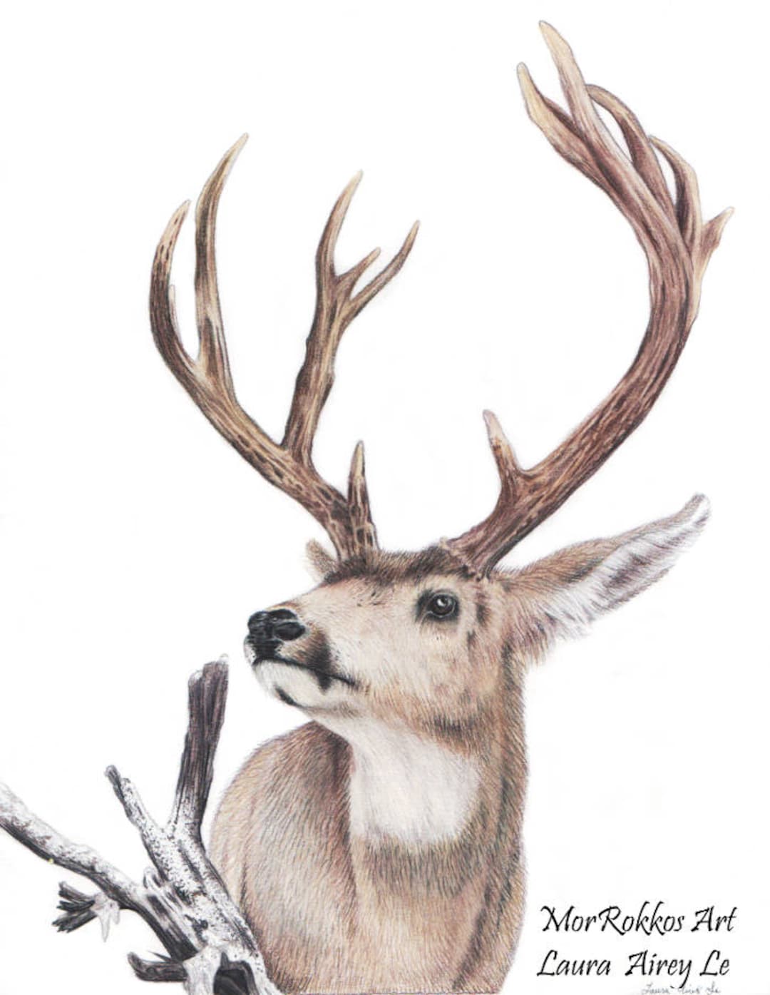 Majestic Deer - Fine Art Print- Mule Deer - by Laura Airey Le ...