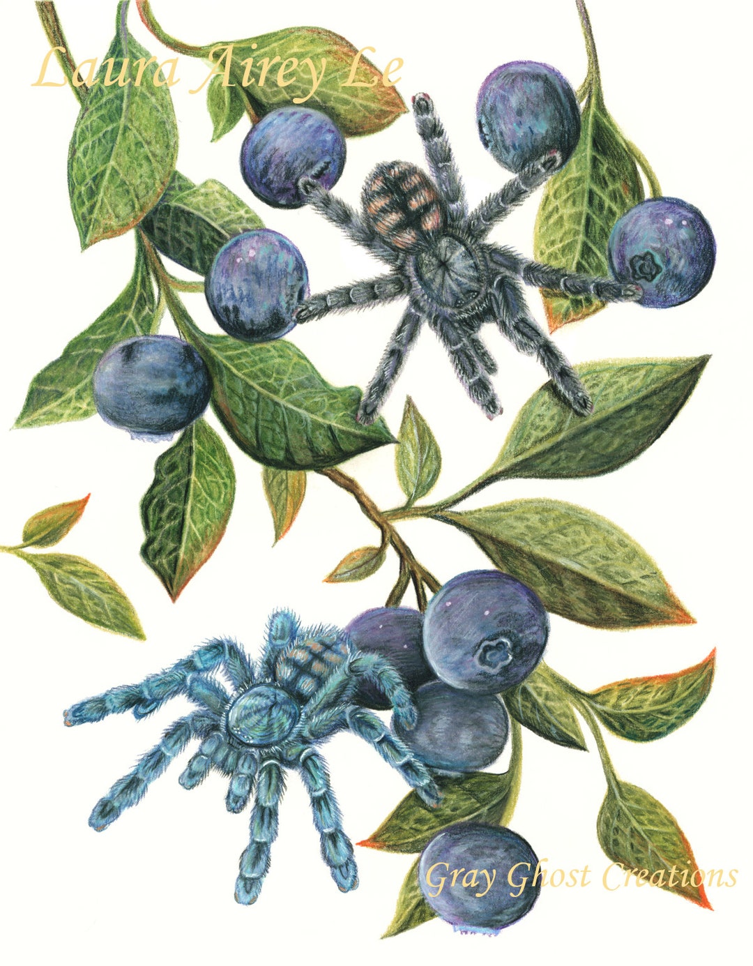 Tarantula Slings Art Print: Blueberry Branch, Colored Pencil Drawing - Etsy