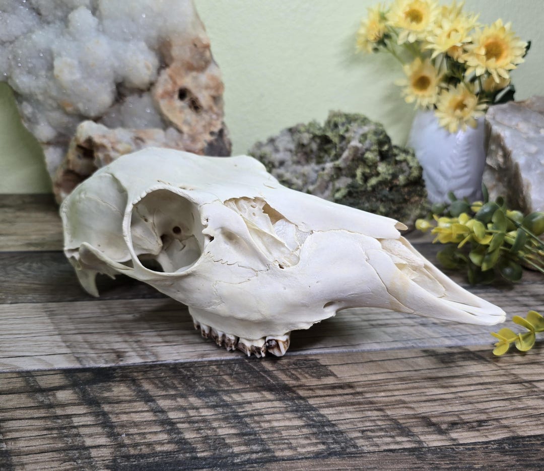 Real Beautiful Mule Deer Doe Skull - Nature Wildlife Recycled Curiosity ...