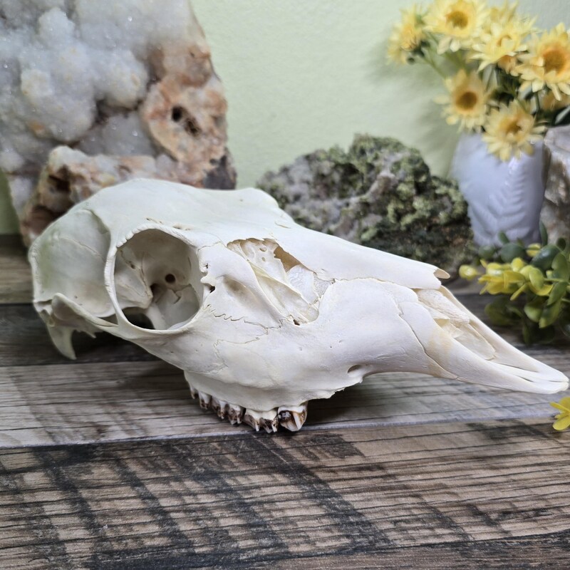 Real Deer Skull - Etsy