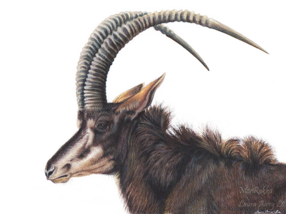Sable Fine Art Print African Antelope by Laura Airey Le | Etsy