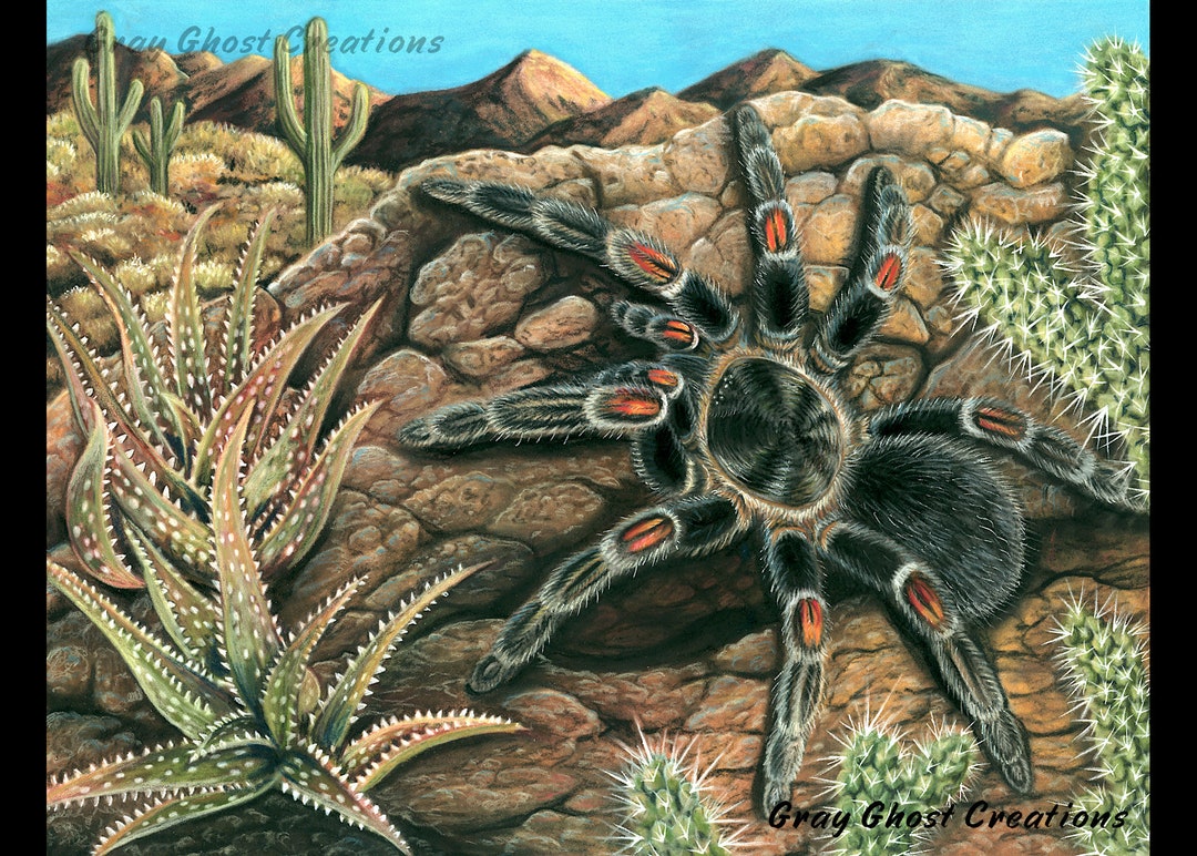 Brachypelma Auratum Tarantula - Fine Art Print - by Laura Airey Le ...