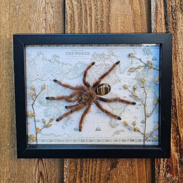 Spider Taxidermy - Etsy