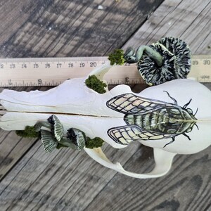 Custom Painted Cicada and Hand Sculpted Mushrooms on a Real Beautiful ...