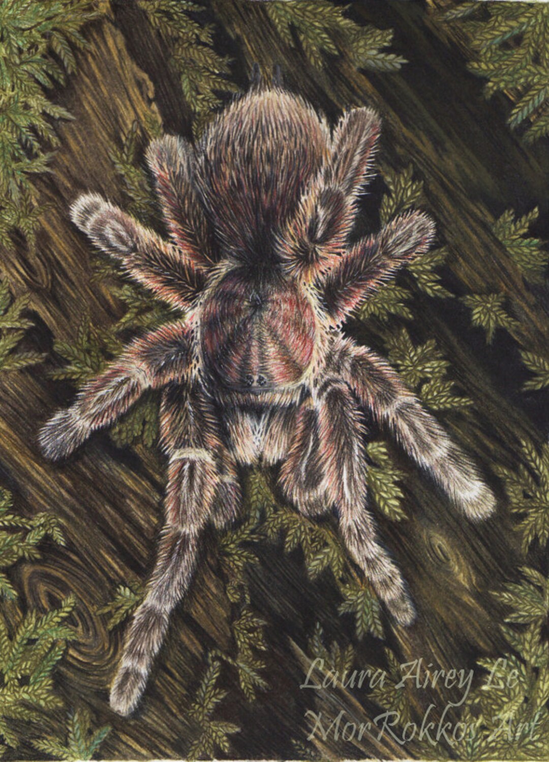 Rose Hair Tarantula Fine Art Print by Laura Airey Le G. Rosea Pink Rose ...