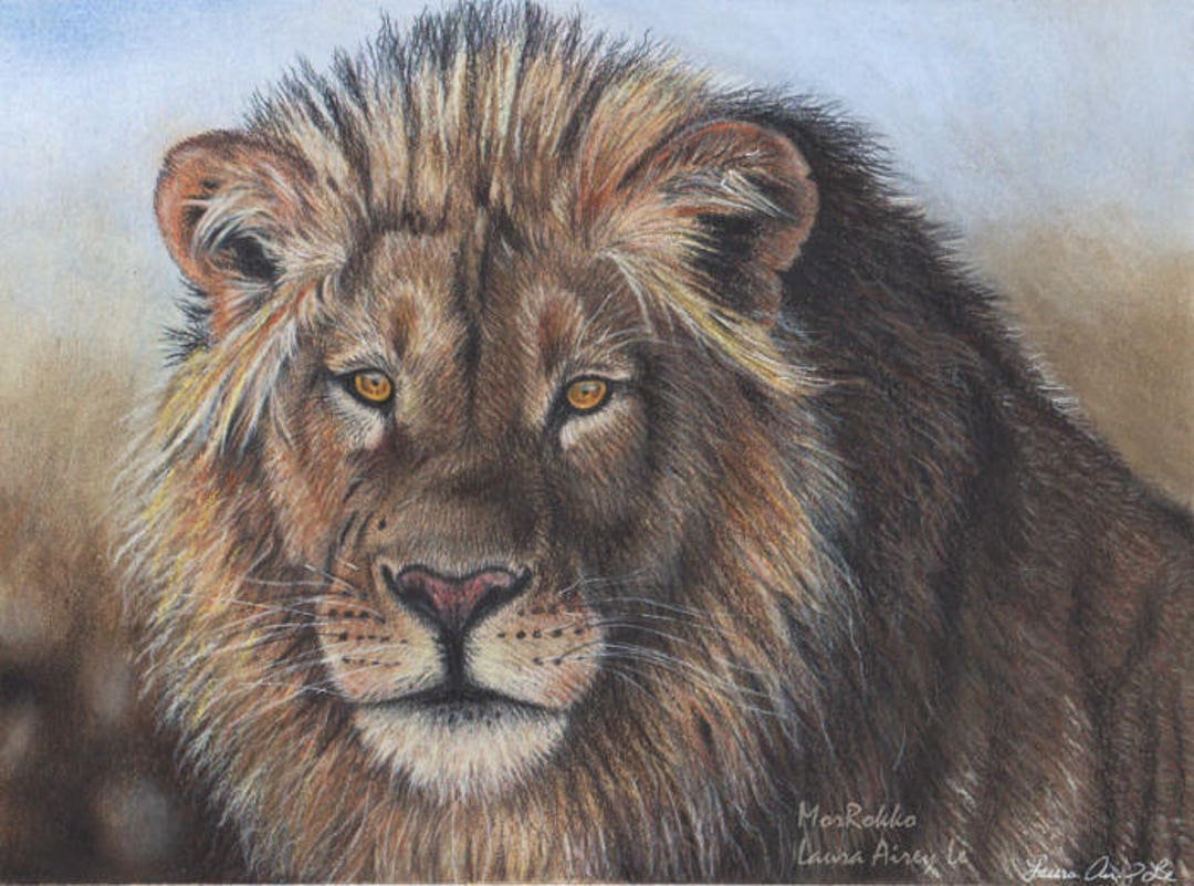 African Lion Fine Art Print by Laura Airey Le Big Cat King Africa South ...