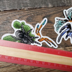 Tarantula Sticker Pack - 4 Glossy Waterproof 2.75 Inch Stickers - OBT G ...