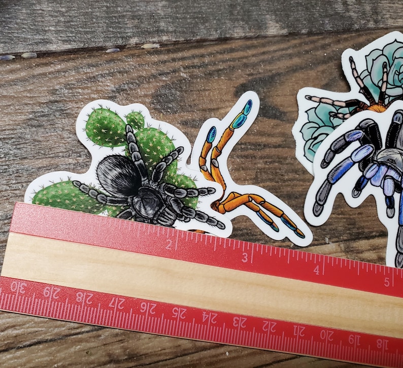 Tarantula Sticker Pack 4 Glossy Waterproof 2.75 Inch - Etsy