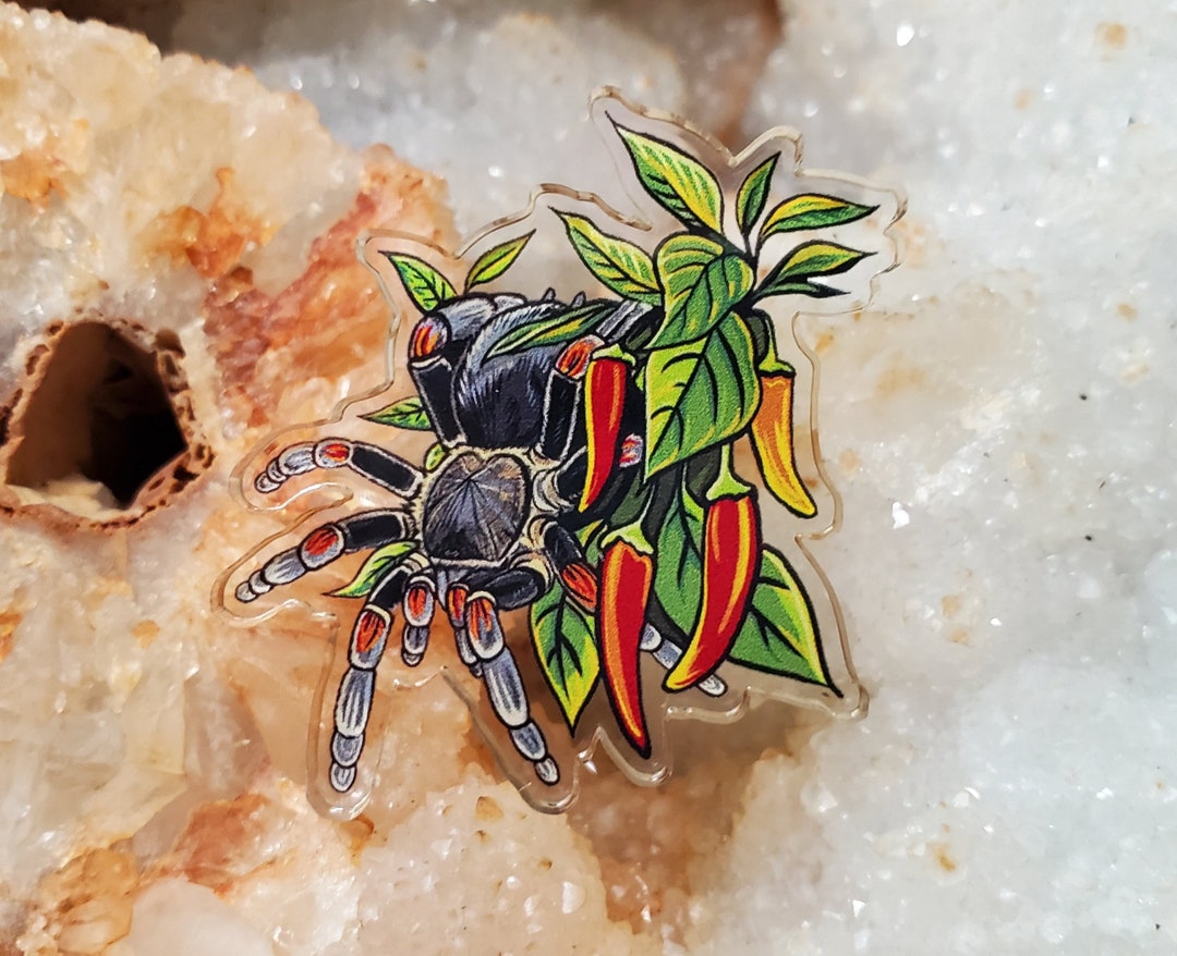Acrylic Pin brachypelma Auratum Tarantula With Chilis Made With ...