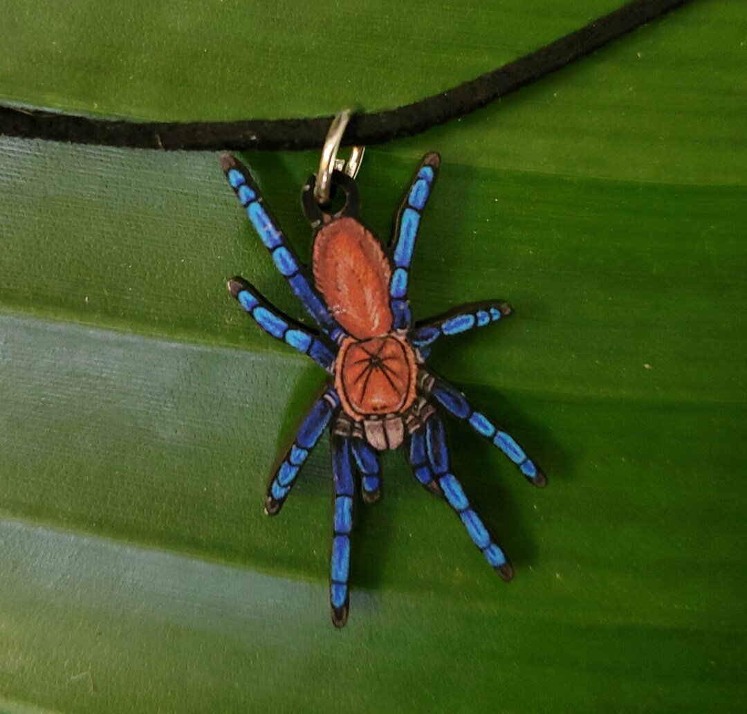 Birupes Simoroxigorum Tarantula - Brilliant Blue Leg Spider - Wooden ...