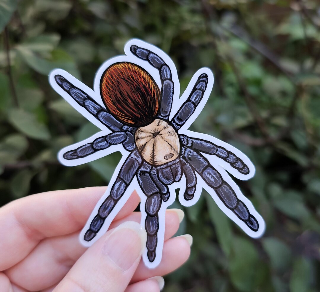 Brachypelma Albiceps Tarantula Sticker: Waterproof Arachnid Art (3.5 ...