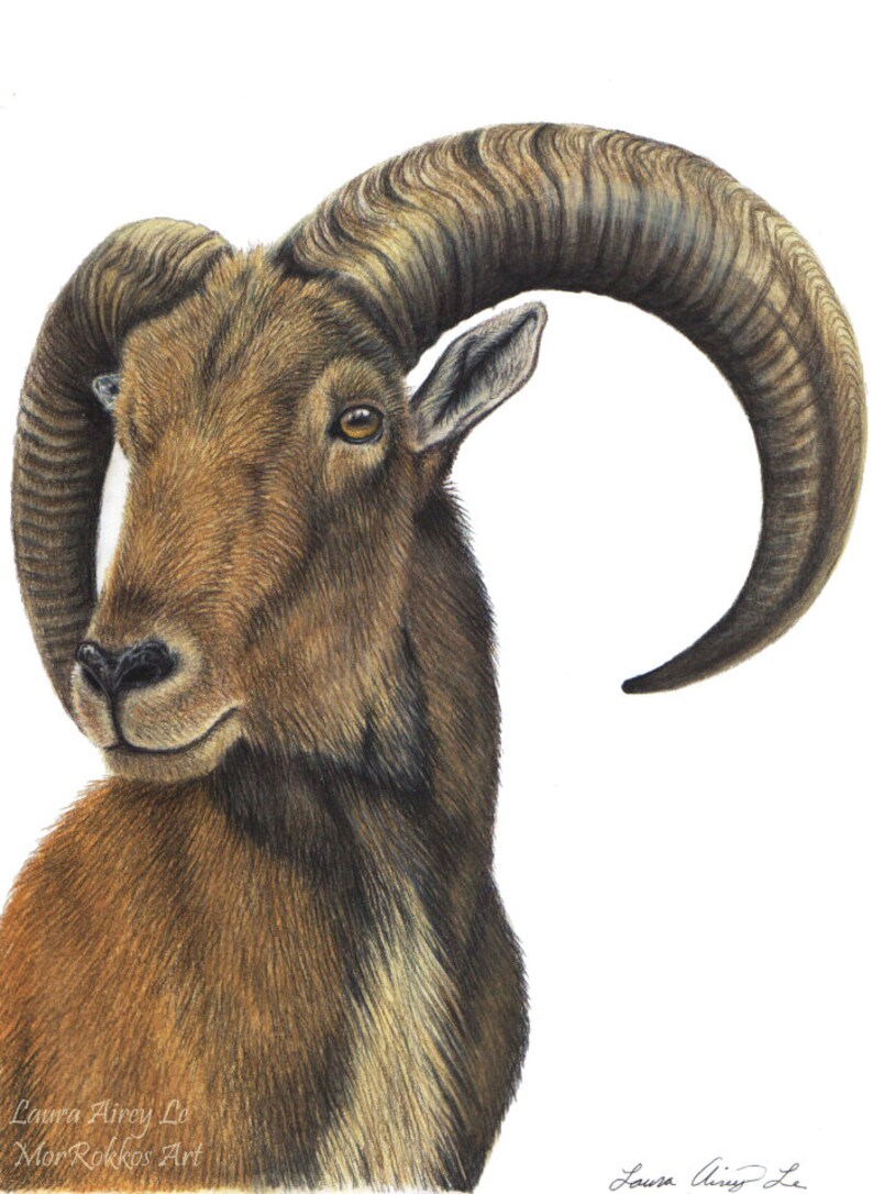 Aoudad Print: African Barbary Sheep, Colored Pencil Art - Etsy