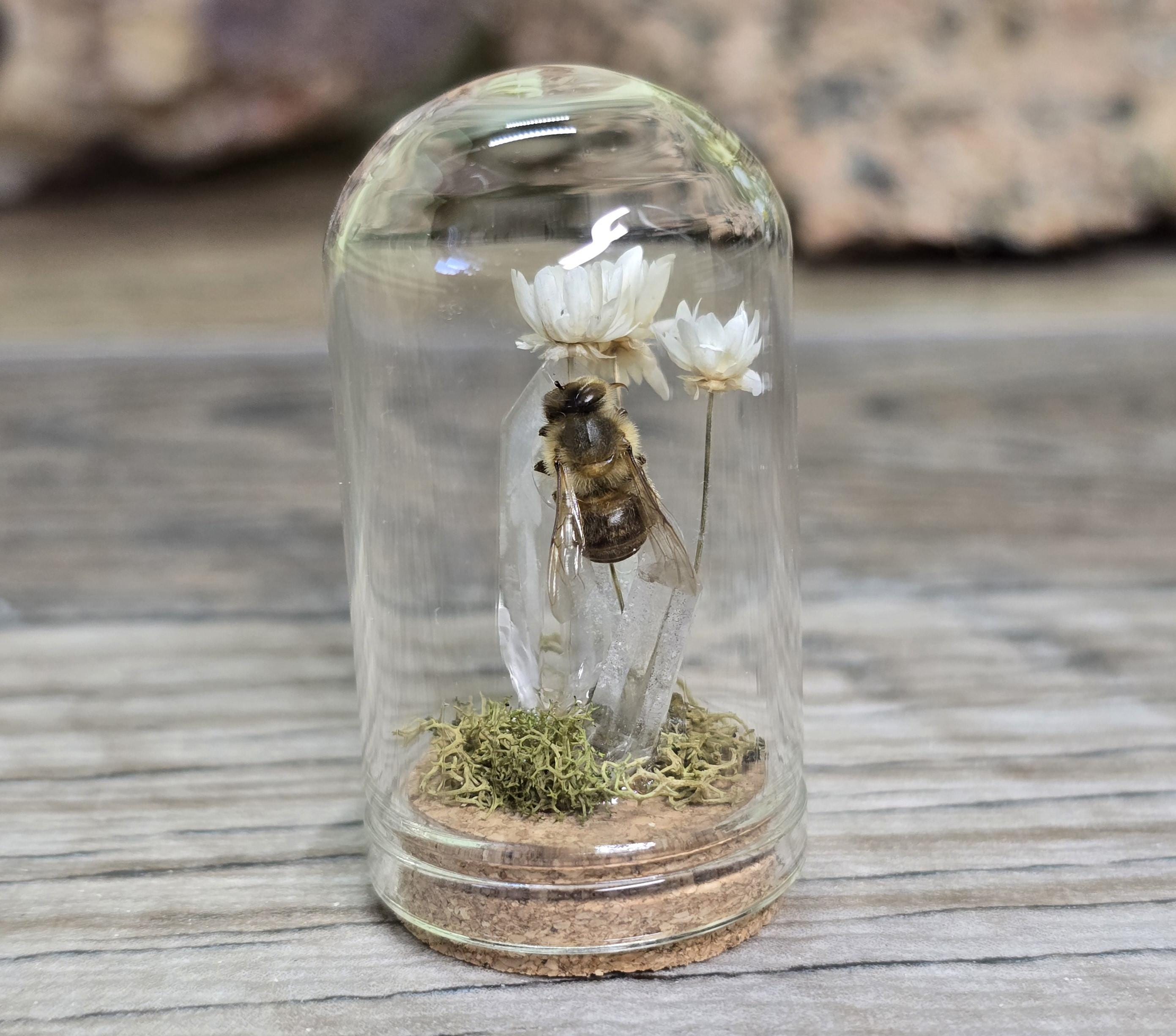 Honey Bee Forest Floor Jar Real Ethically Sourced Honey Bee and Dried ...