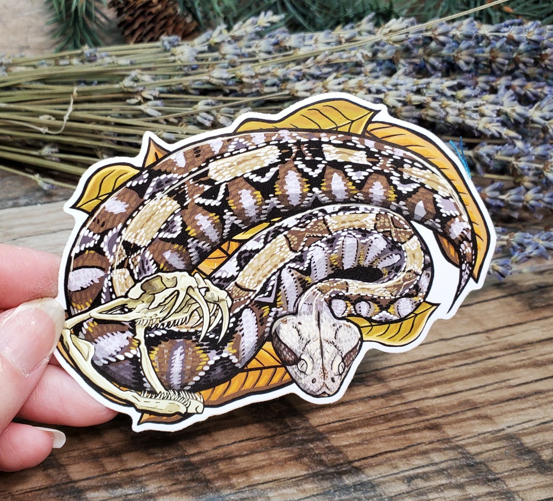 Gaboon Viper and Skull Snake Sticker 4 Inch Glossy Sticker Reptile ...