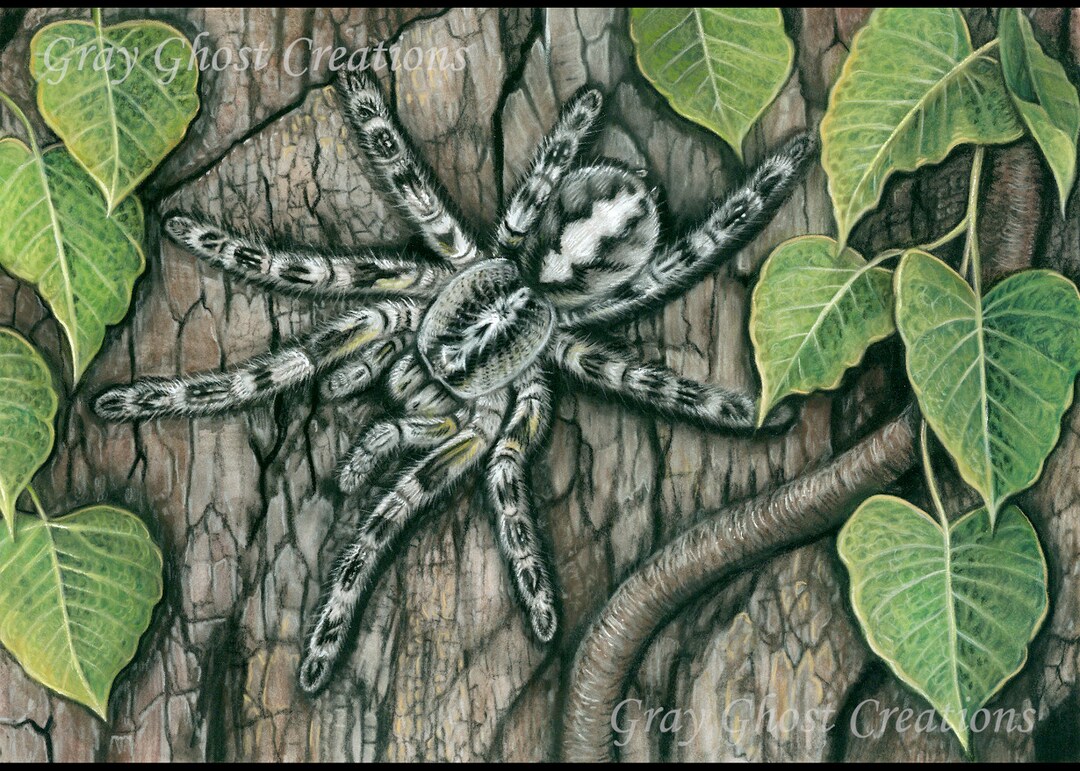 Limited Edition Tarantula Art Print: Poecilotheria Hanumavilasumica ...