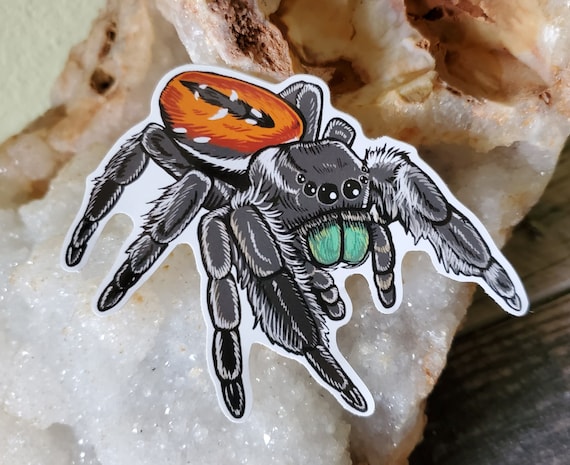 Red Backed Jumping Spider Sticker 3.5 Inch Glossy Sticker - Etsy