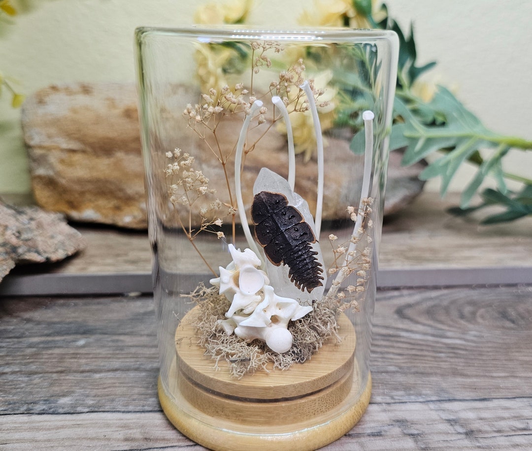 Trilobite Beetle Curiosity Jar Real Python Snake Bones and Quartz ...