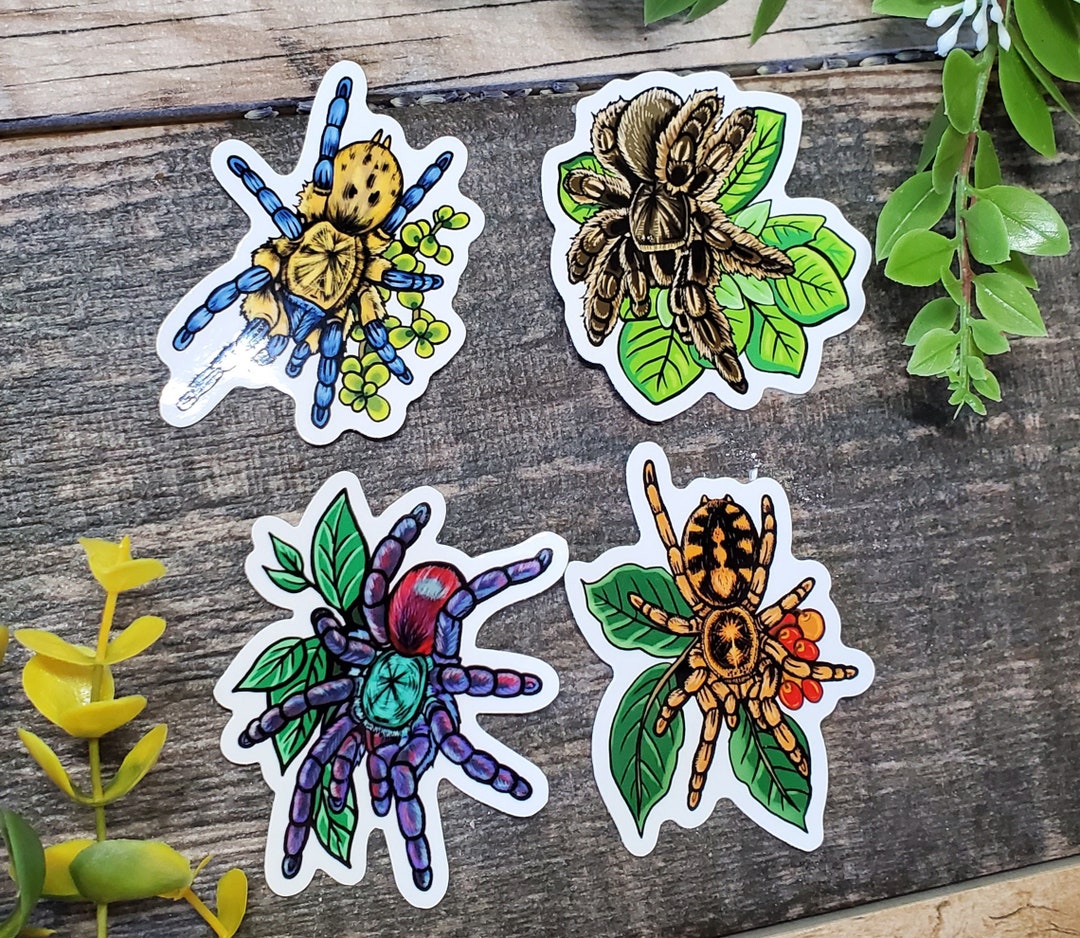 Tarantula Sticker Pack - 4 Glossy Waterproof Stickers - C. Versicolor H ...