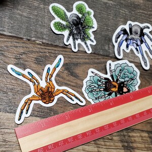 Tarantula Sticker Pack - 4 Glossy Waterproof 2.75 Inch Stickers - OBT G ...