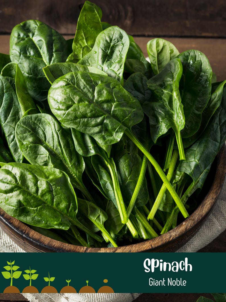 Spinach Seeds - Giant Noble Spinach Seeds - Etsy