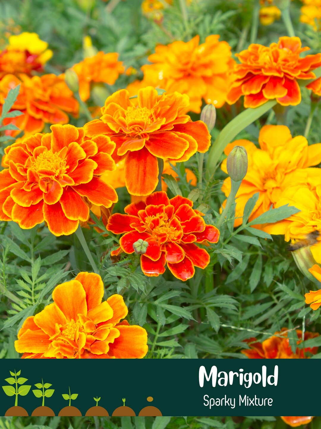 Sparky Mixture Marigold Seeds: Non-gmo Heirloom Variety - Etsy