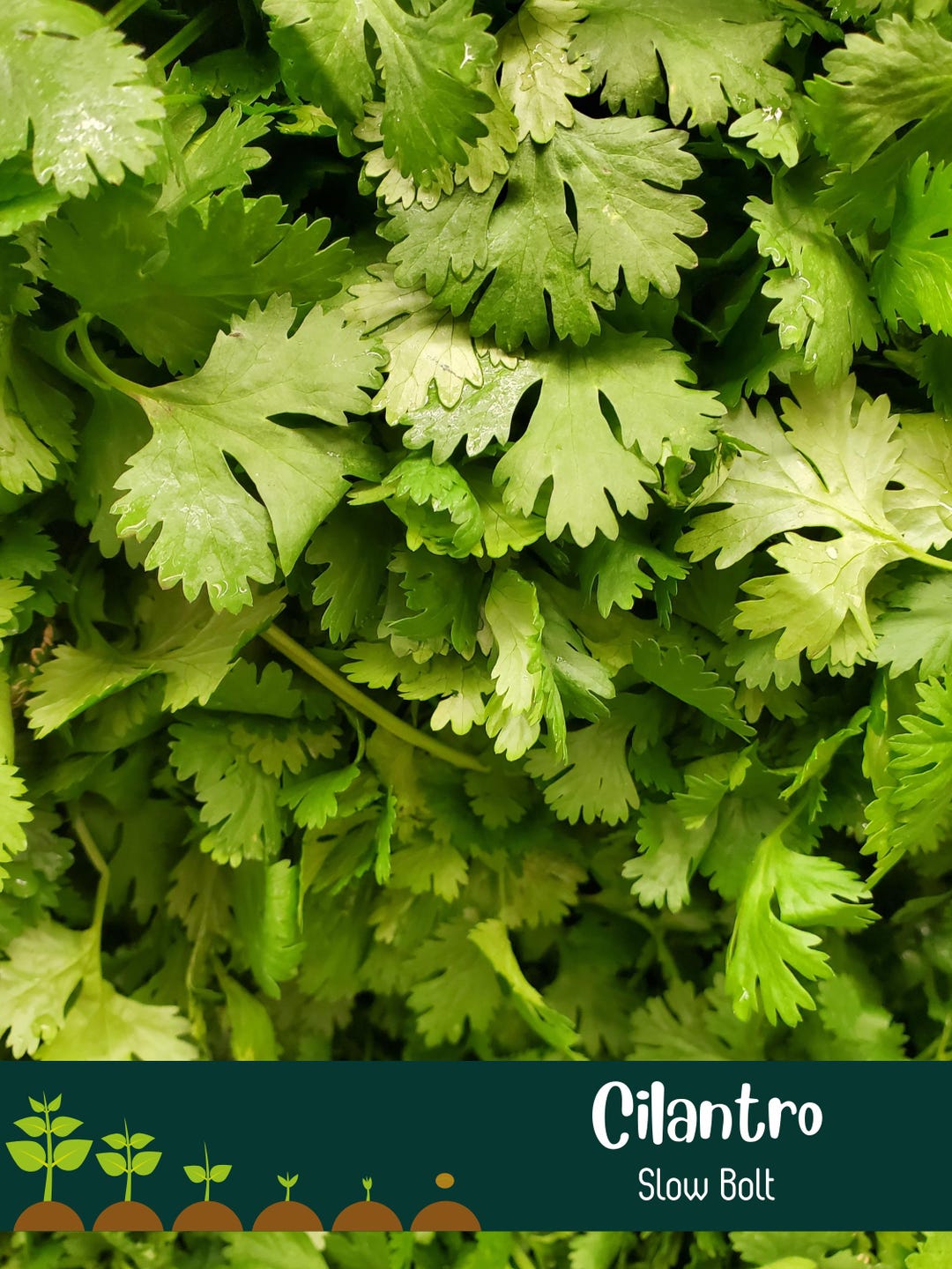 Cilantro Seeds - Slow Bolt Cilantro Seeds - Etsy