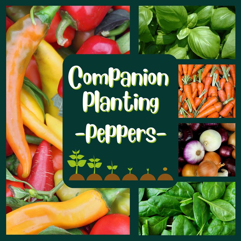 Pepper Plants Companion Planting Seed Collection - Etsy