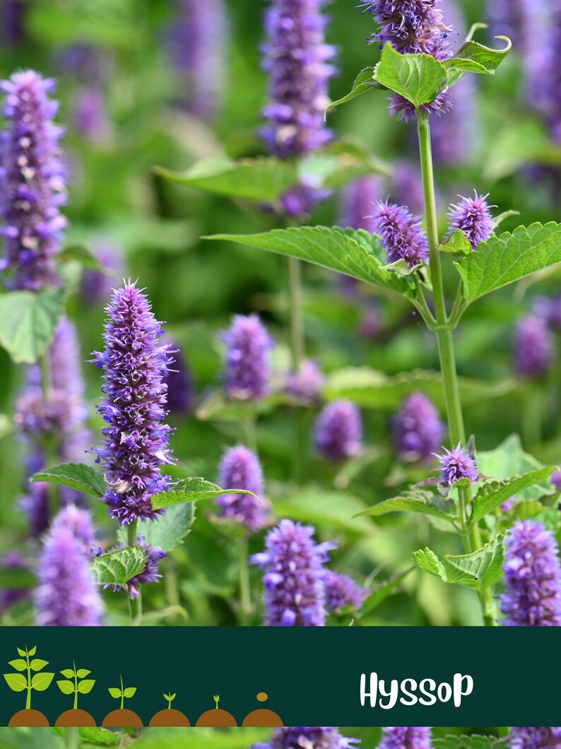 Hyssop Seeds: Non-gmo Heirloom Herb, Aromatic & Pollinator-friendly - Etsy
