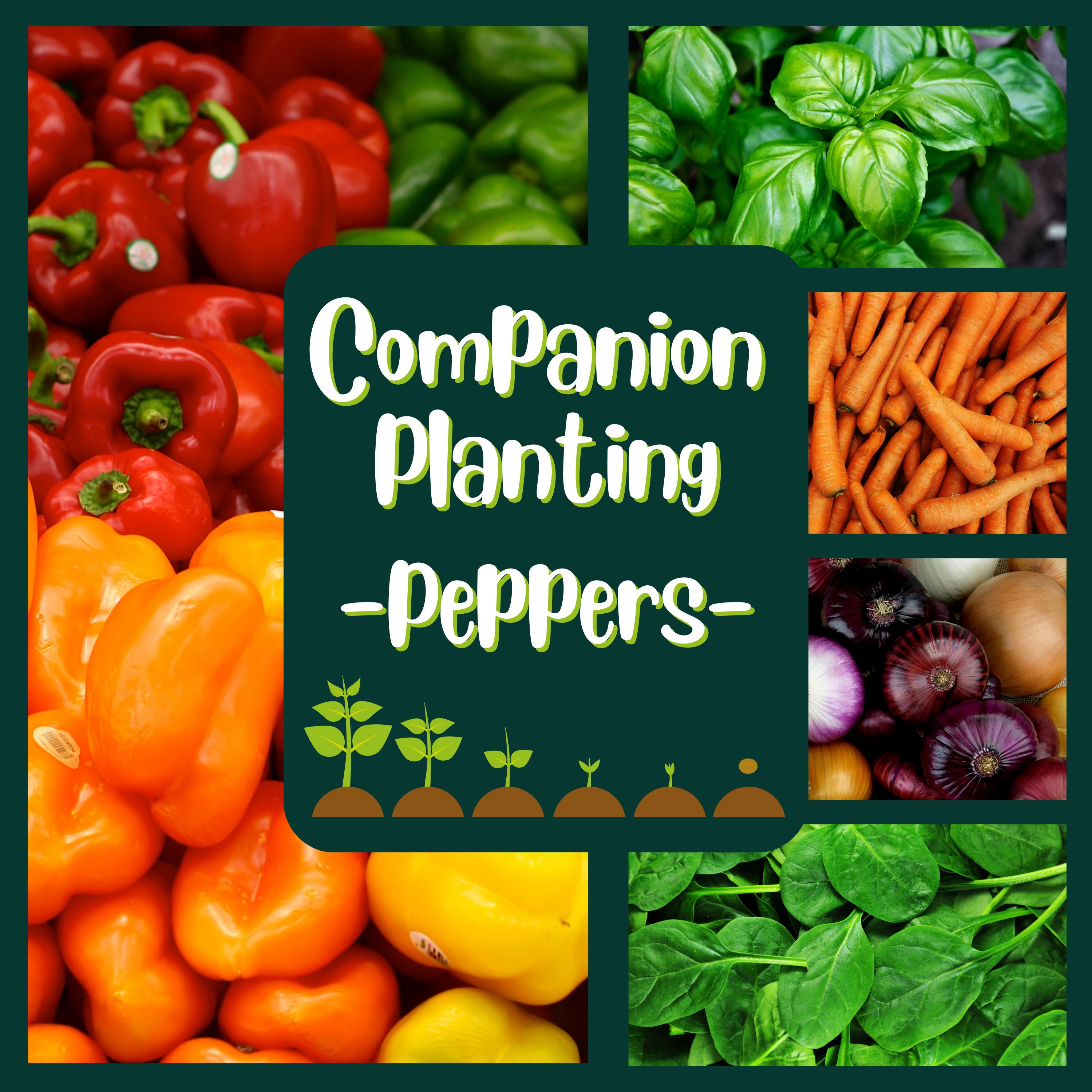 Pepper Plants Companion Planting Seed Collection - Etsy